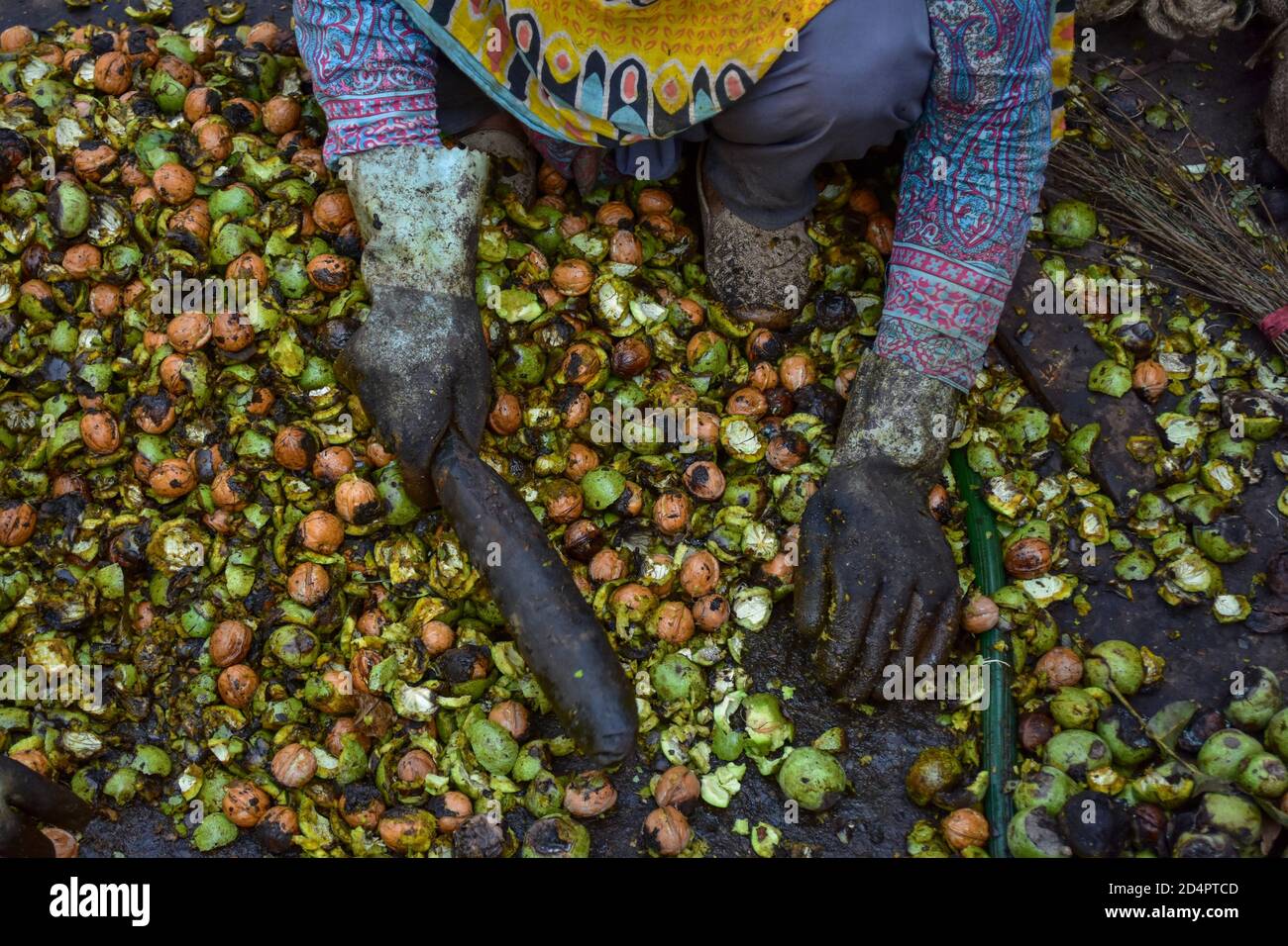 A farmer seen peeling walnuts during the harvest season on the ...