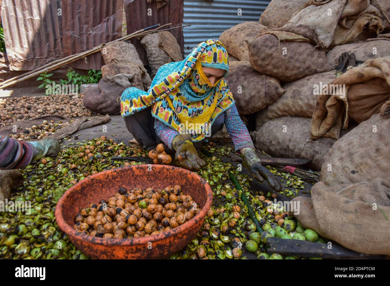 A farmer seen peeling walnuts during the harvest season on the ...