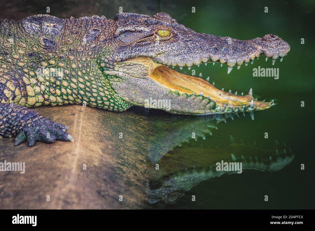 Crocodile with open jaws. Profile of a crocodile in a pond with green ...