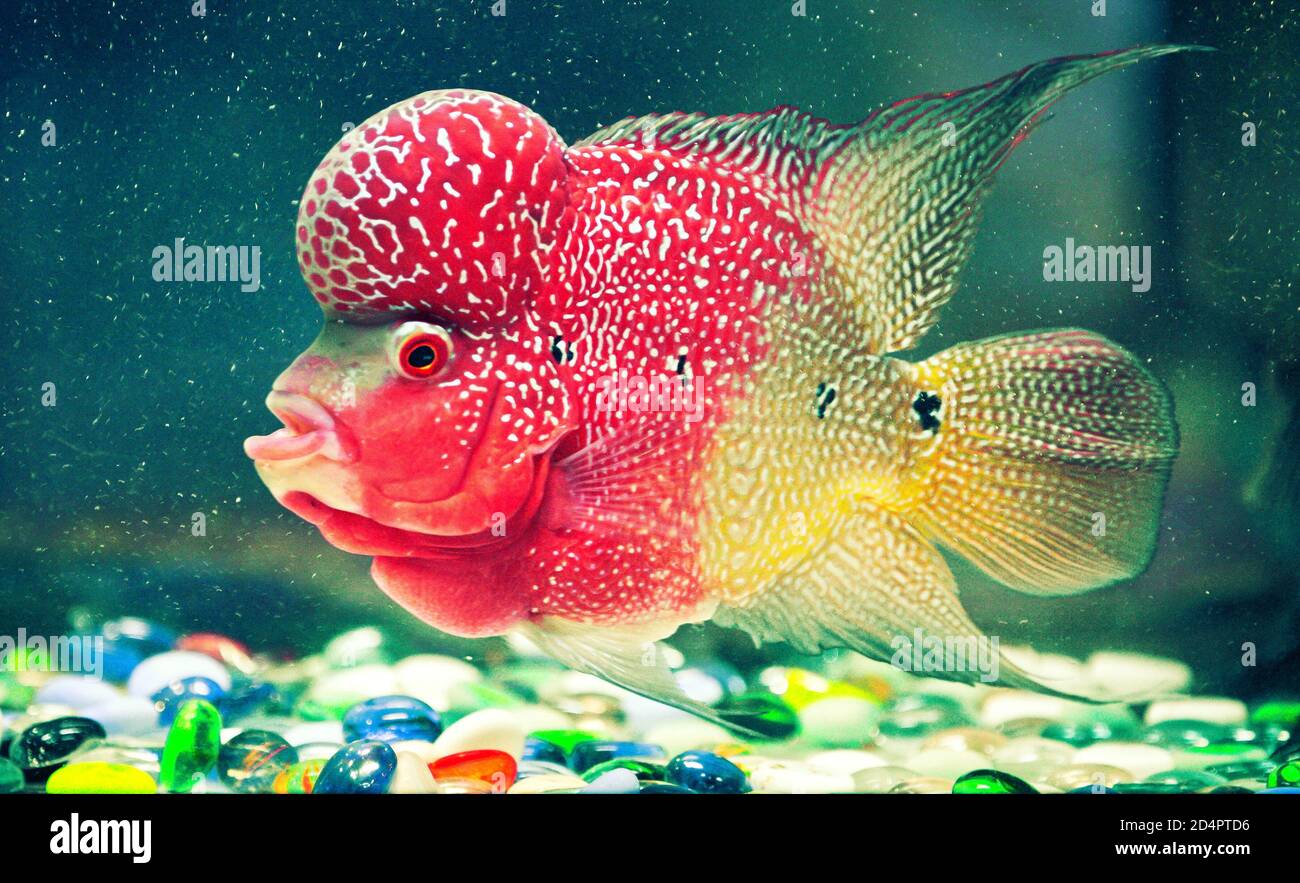 Multicolored fish with strange shapes in an aquarium with colored ...