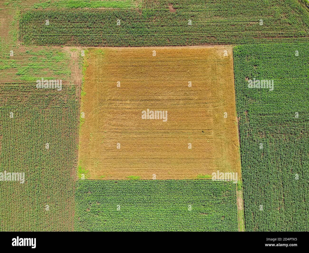 Agricultural field viewed from the top Stock Photo - Alamy