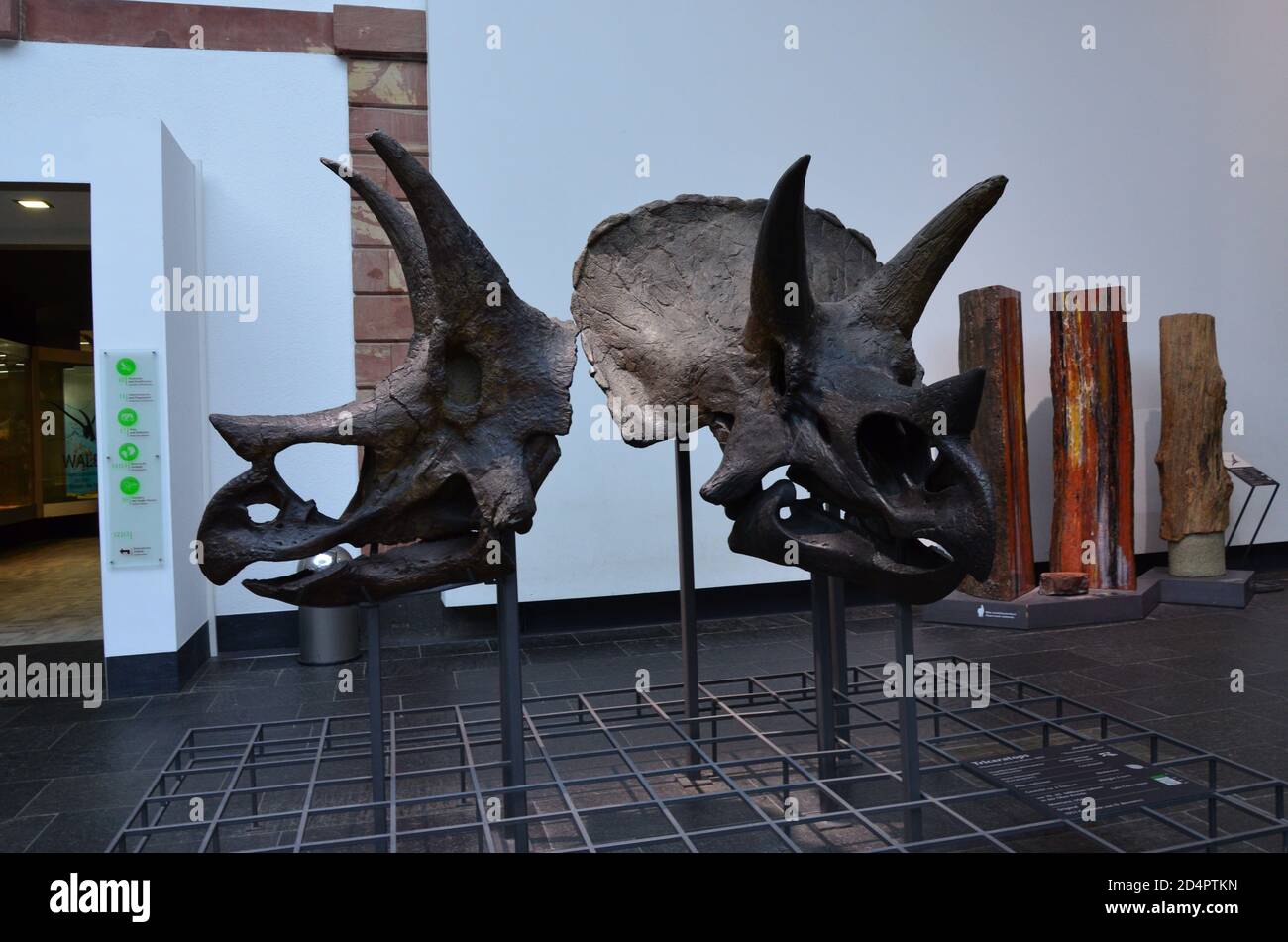 Interior view of Senckenberg Museum in Frankfurt am Main, Germany Stock ...