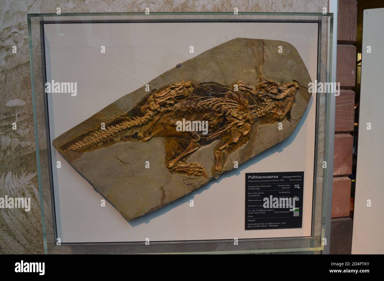 Interior view of Senckenberg Museum in Frankfurt am Main, Germany Stock ...