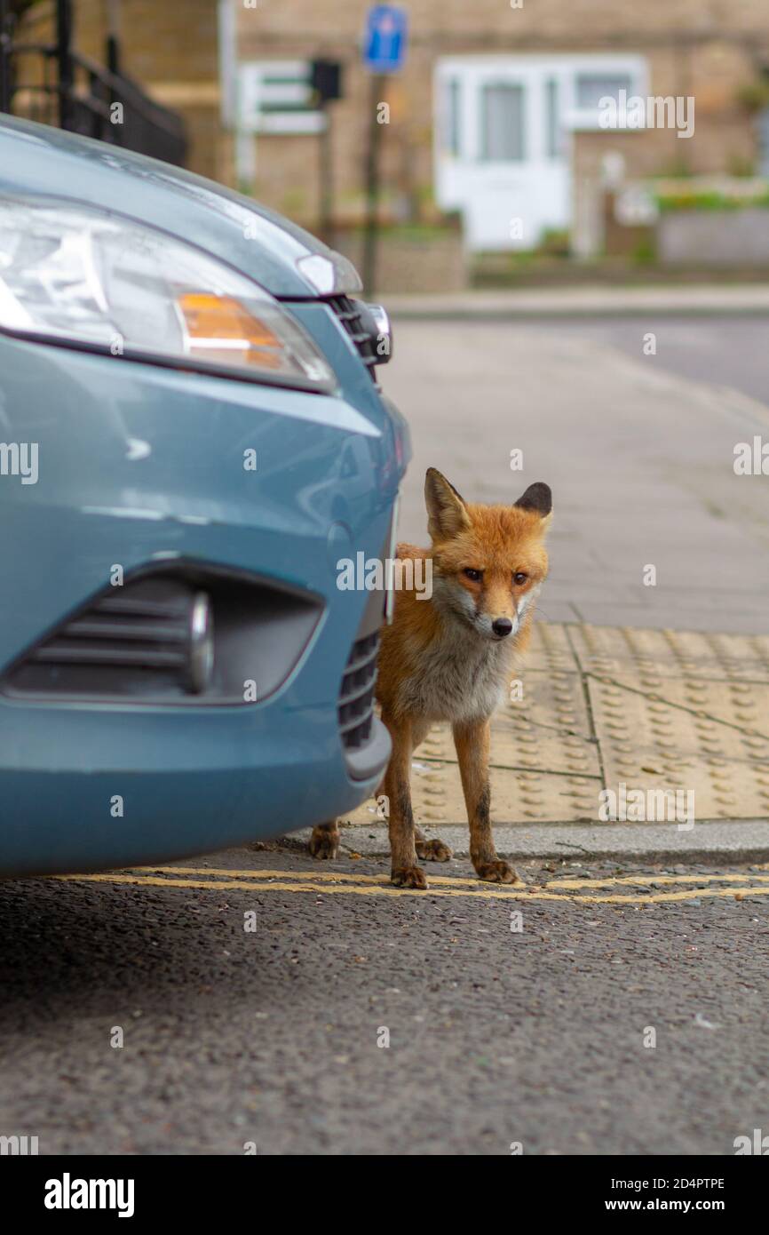 Urban fox in Hackney, London Stock Photo - Alamy