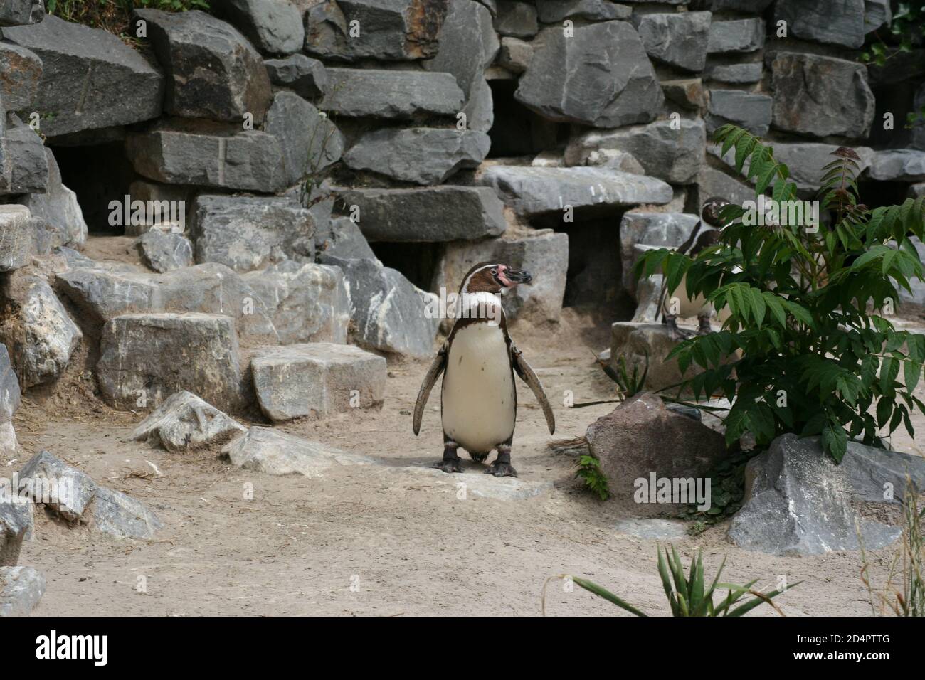 Emperor penguin in the zoo Stock Photo - Alamy