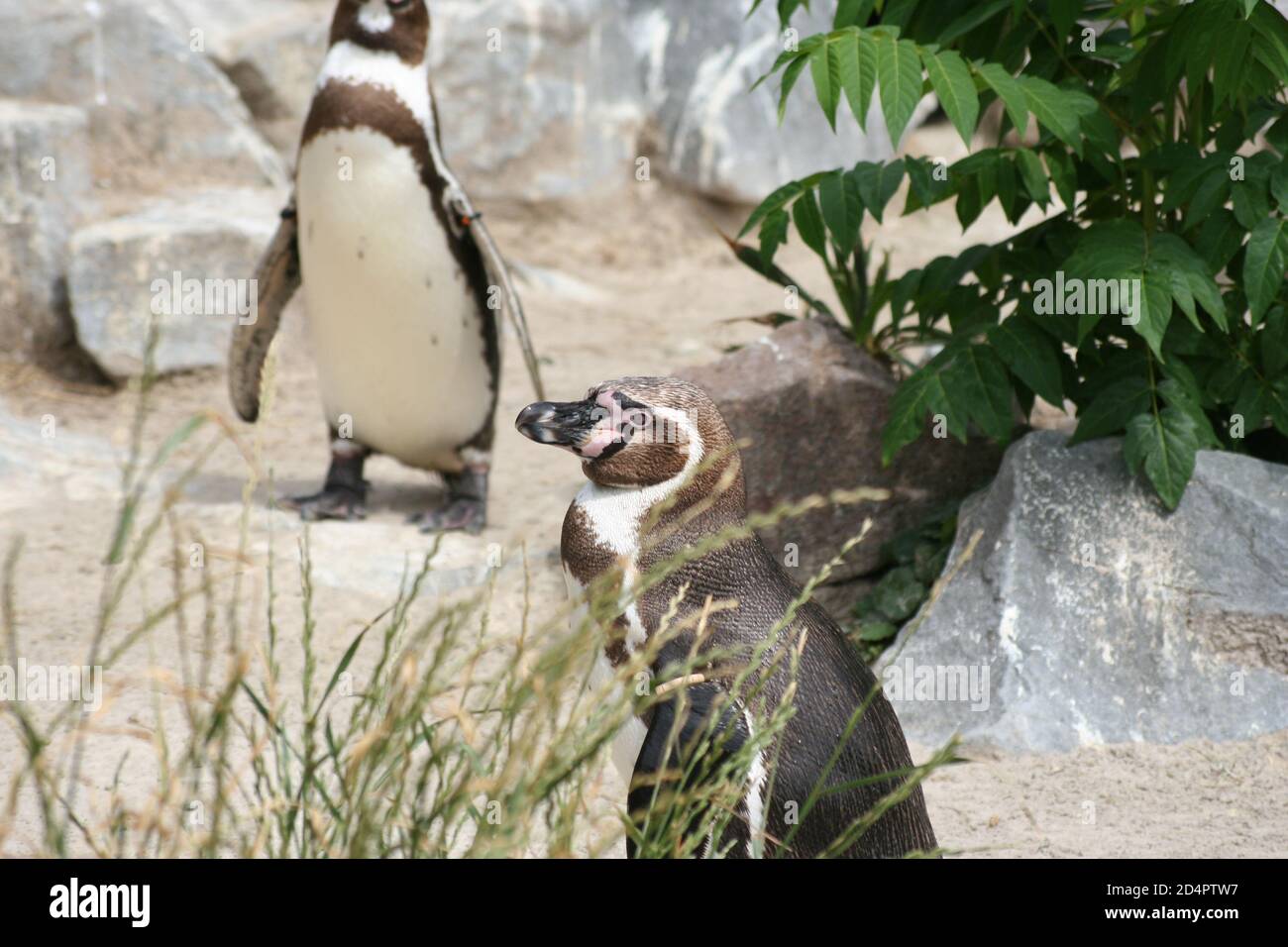 Emperor penguin in the zoo Stock Photo - Alamy
