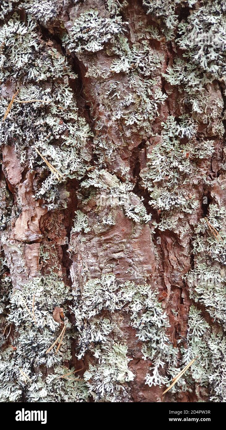Tree bark in close up Stock Photo - Alamy