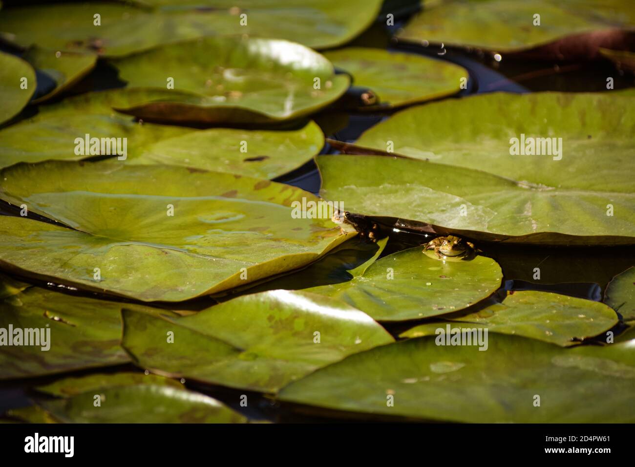 Frogs and water lilies hi-res stock photography and images - Alamy
