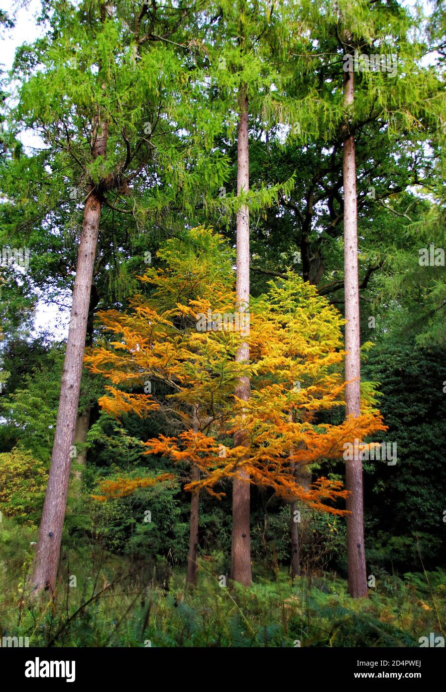 Crawley, UK. 07th Oct, 2020. Rust coloured leaves amongst pine trees in ...