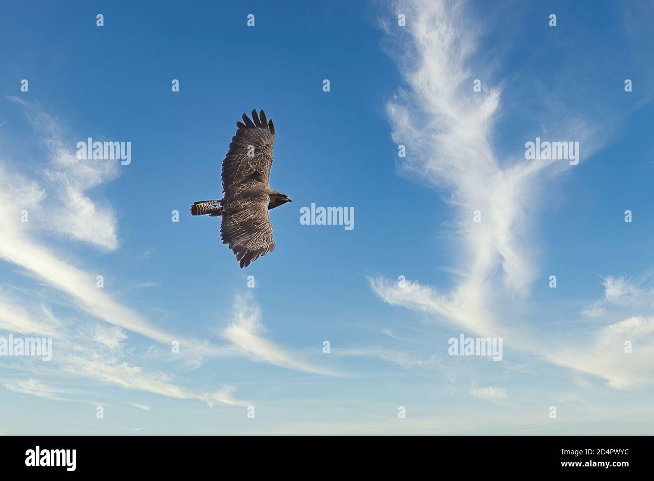 Buzzard in flight close up Stock Photo - Alamy