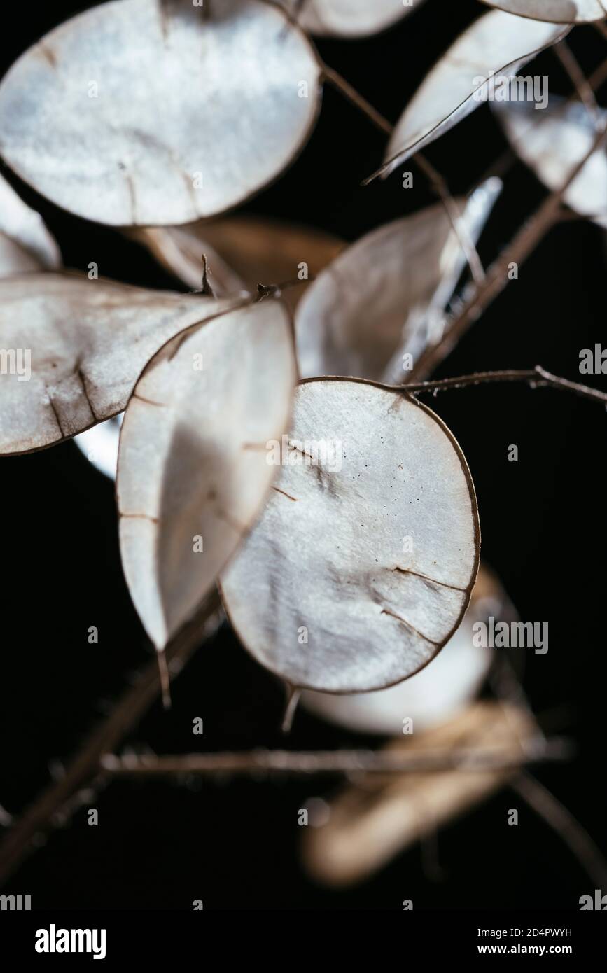 Translucent seed pods hi-res stock photography and images - Alamy