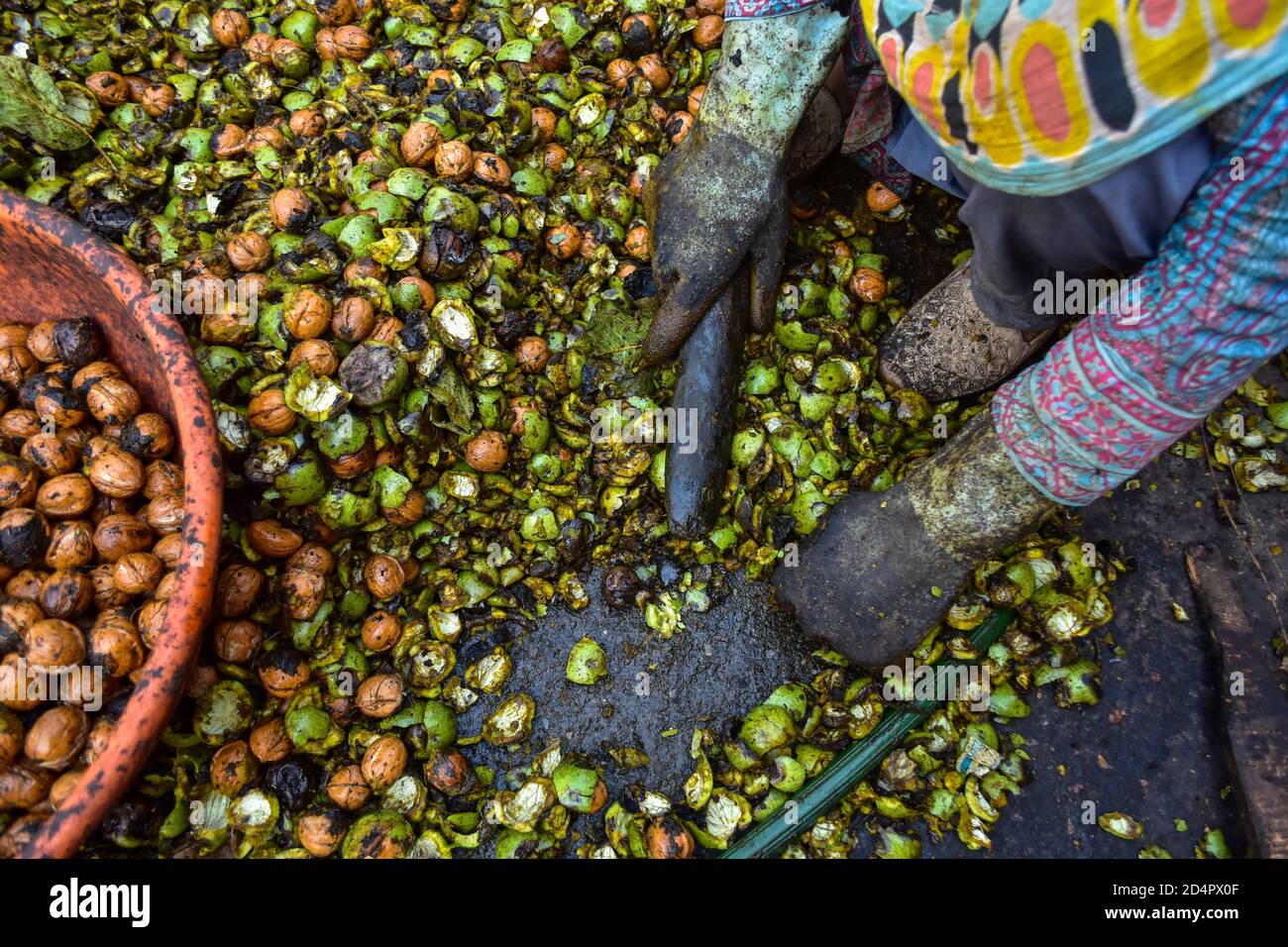 Srinagar, JAMMU & KASHMIR, India. 10th Oct, 2020. A farmer seen peeling ...