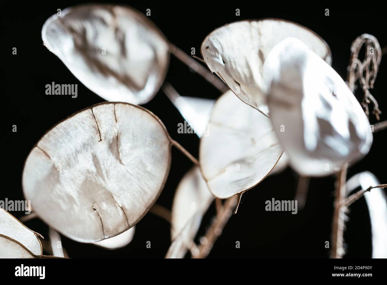 Translucent seed pods hi-res stock photography and images - Alamy