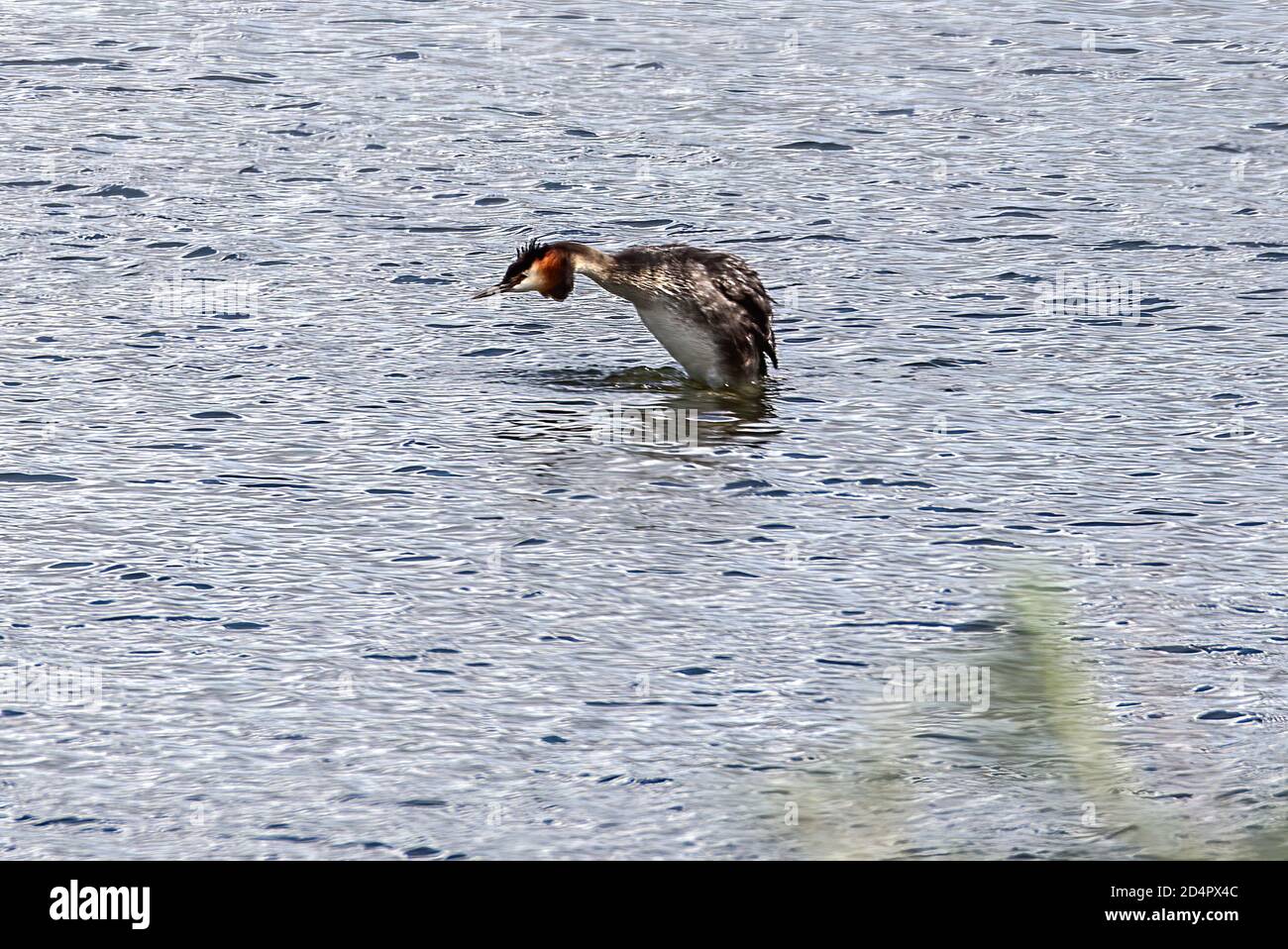 Grebe funny pose in lake lunging forward Stock Photo - Alamy