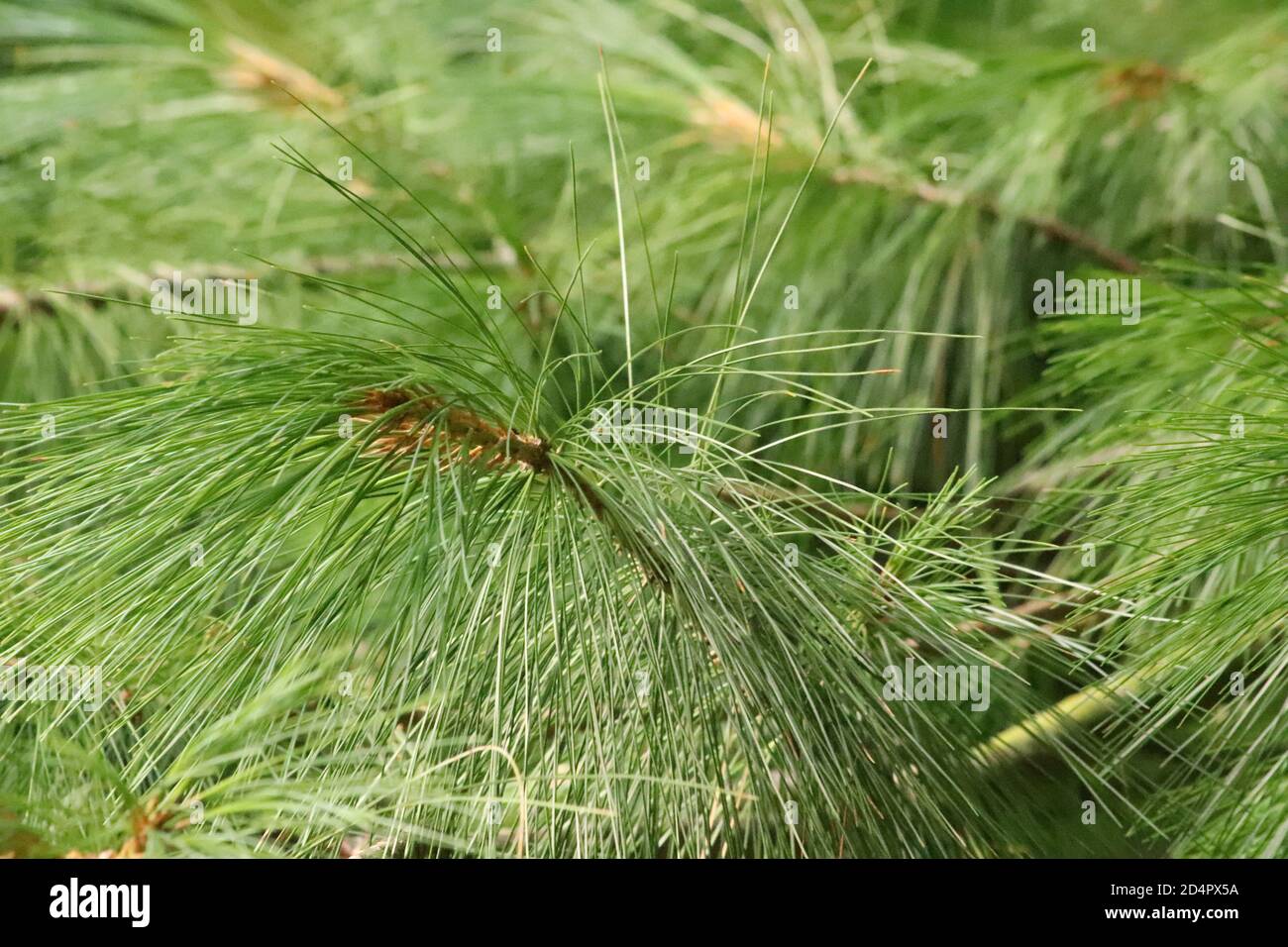 Pines in close up Stock Photo - Alamy