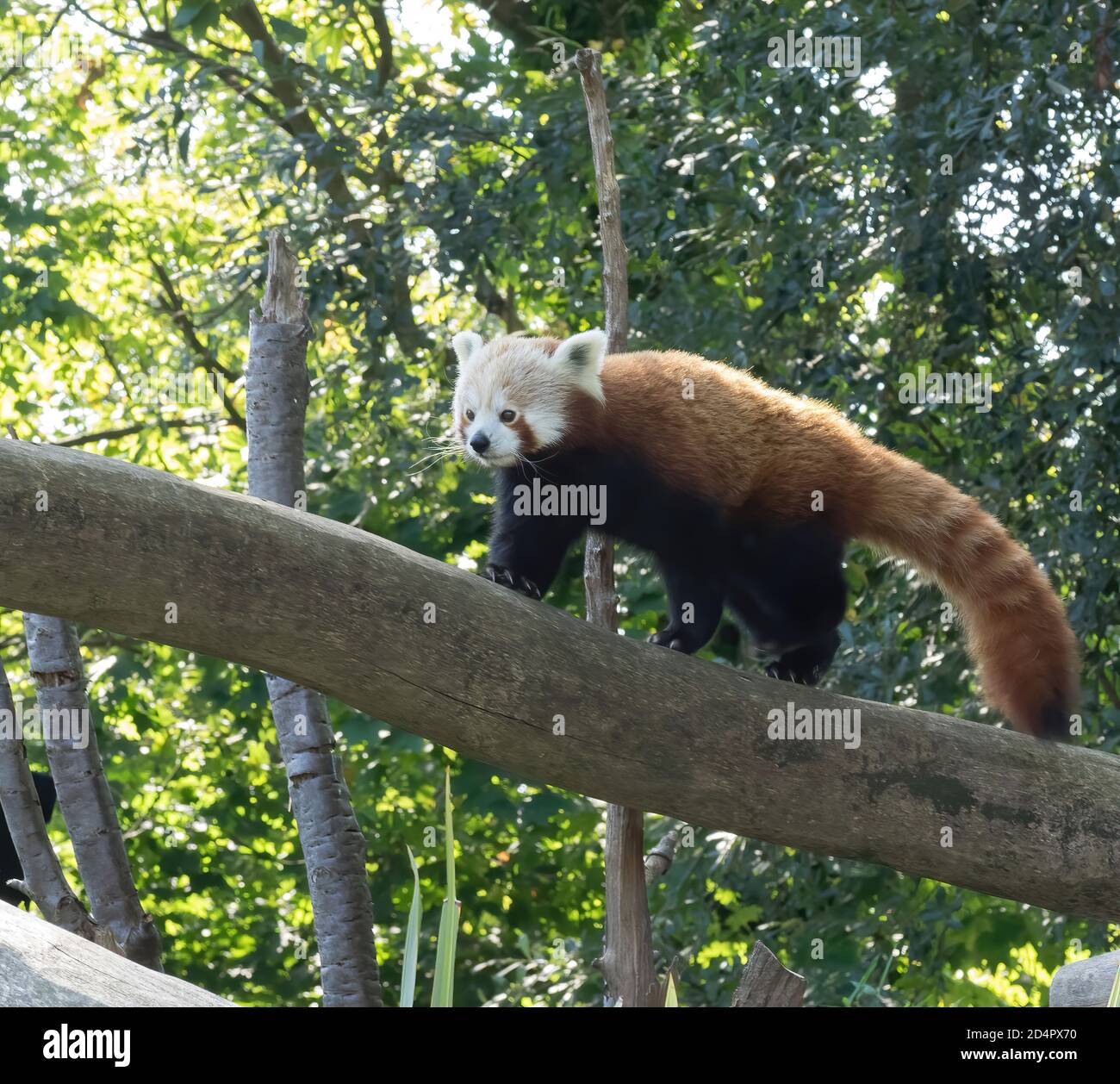 Red Panda climbing a log Stock Photo - Alamy