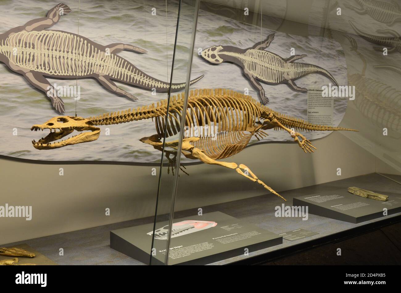 Interior view of Senckenberg Museum in Frankfurt am Main, Germany Stock ...