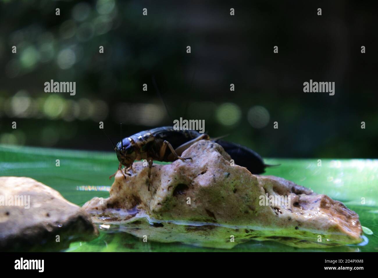 Black Cockroaches High Resolution Stock Photography and Images - Alamy