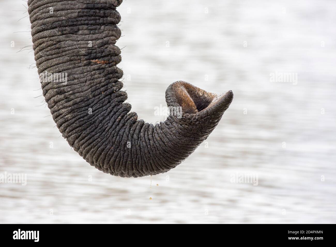African elephant trunk tip hi-res stock photography and images - Alamy