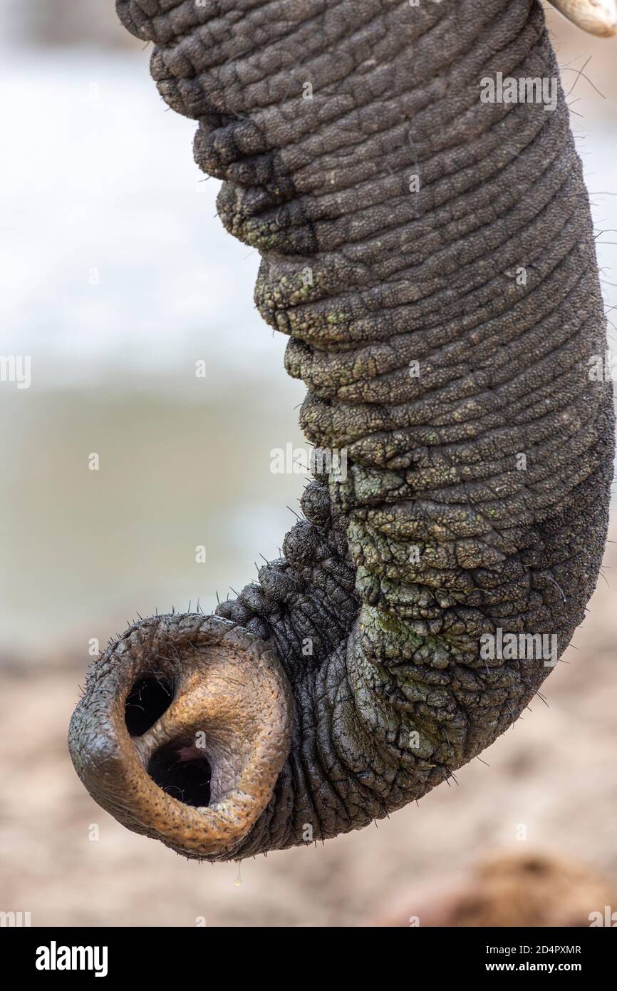 African elephant trunk tip hi-res stock photography and images - Alamy