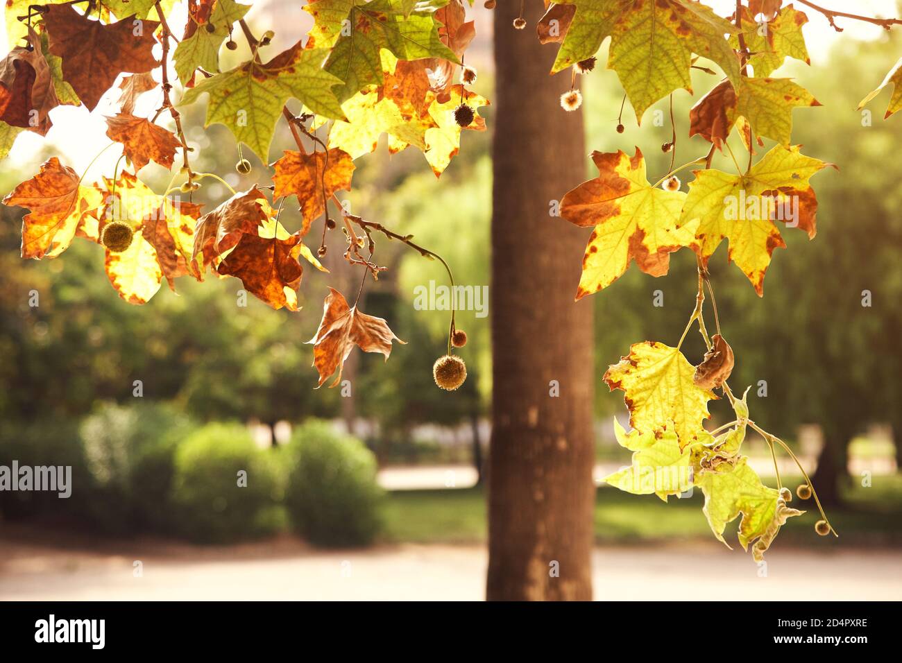sycamore branch with yellow leaves in a park. autumn nature background ...