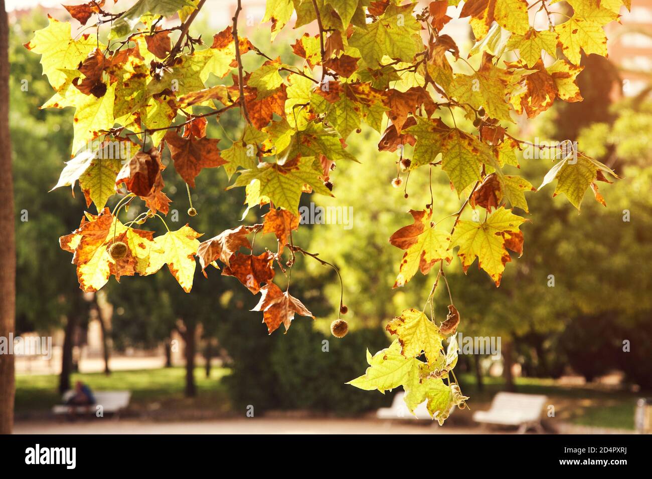 sycamore branch with yellow leaves in a park. autumn nature background ...