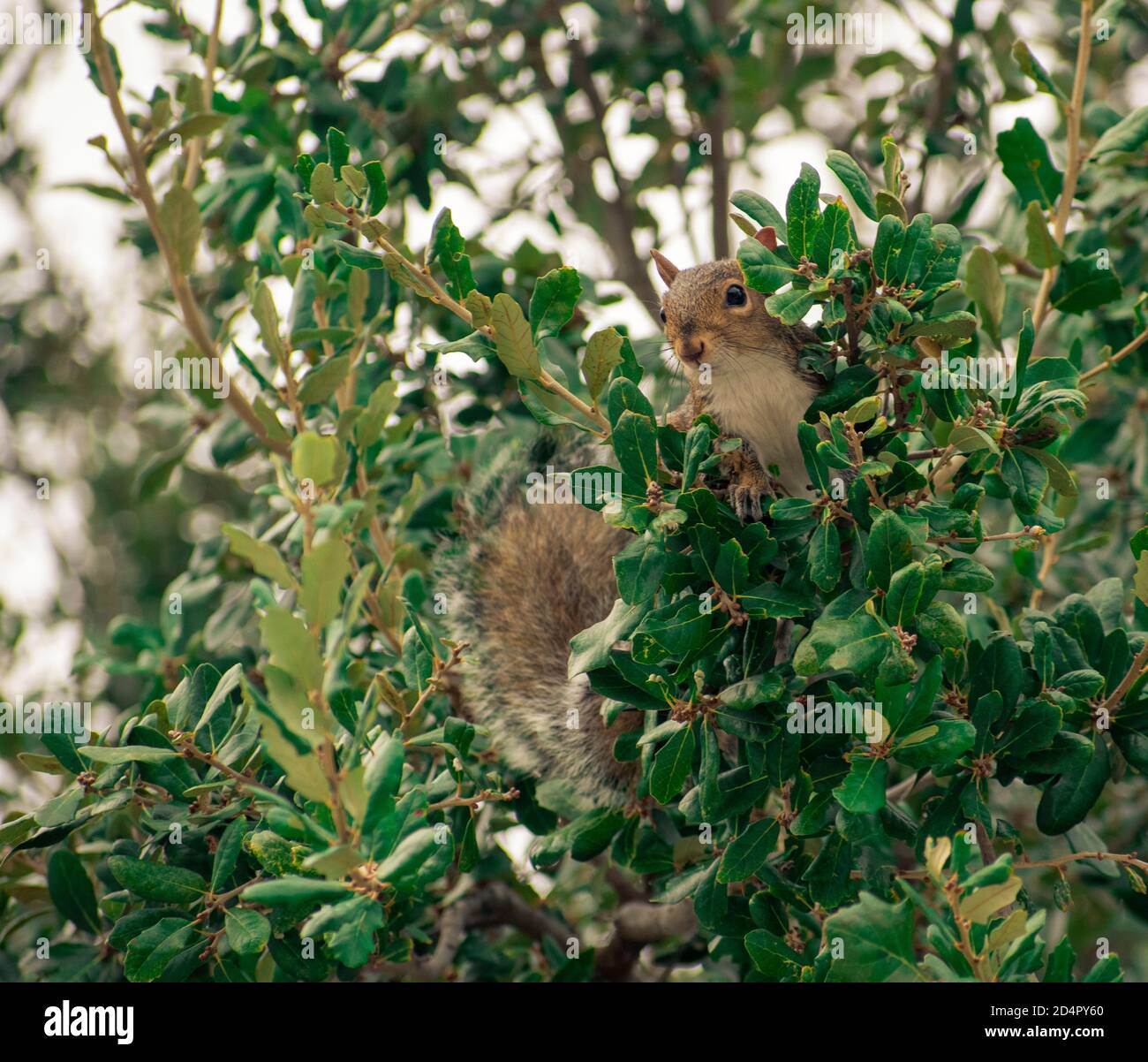 little squirrel jumping between the branches of the tree Stock Photo ...
