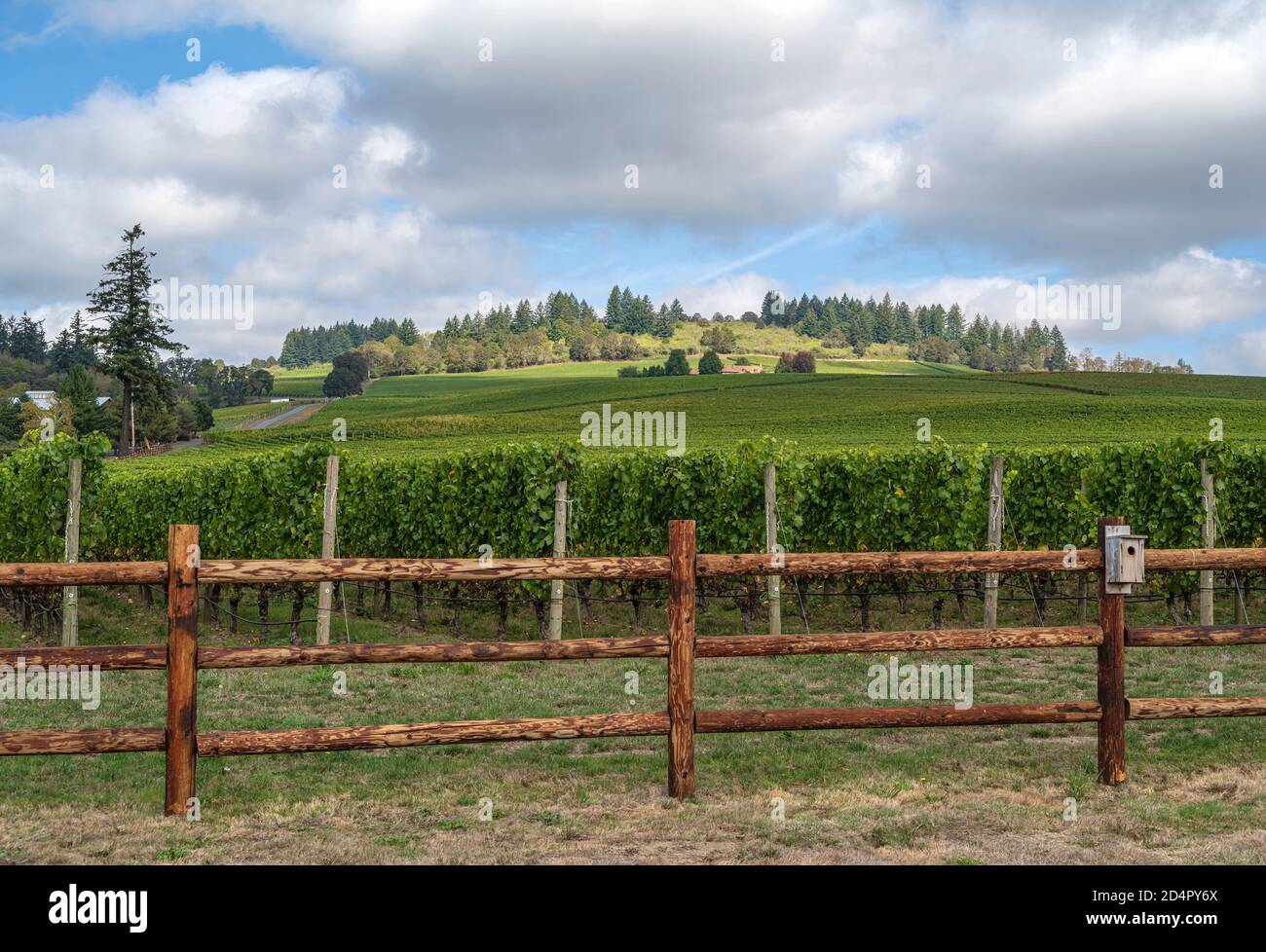 Hillside rows of vines summer hi-res stock photography and images - Alamy