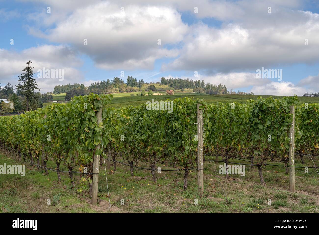 Oregon winery scenic hi-res stock photography and images - Alamy