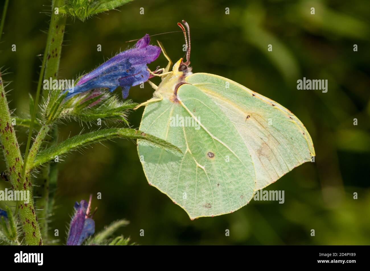 Cleopatra butterfly hi-res stock photography and images - Alamy
