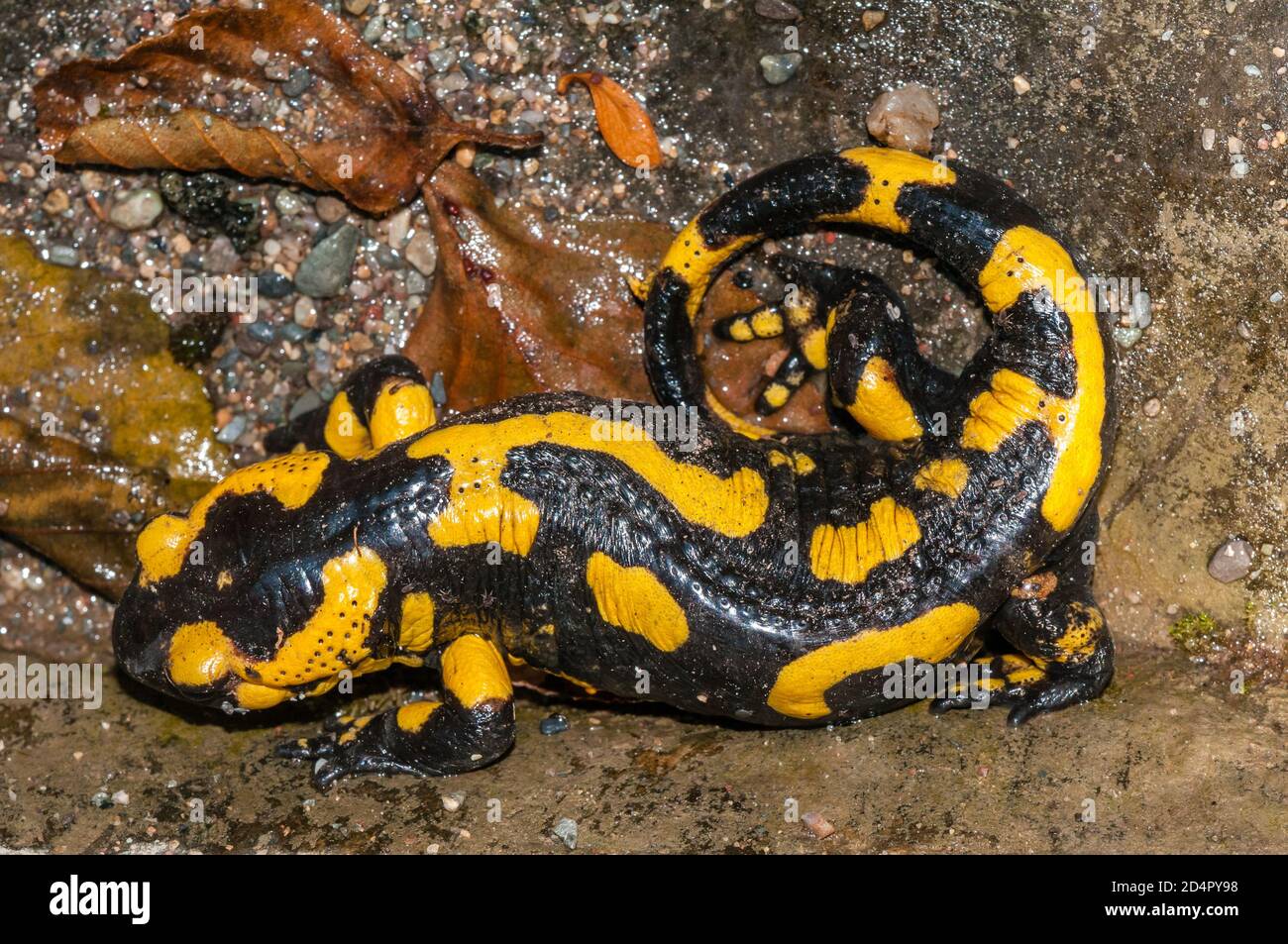 Fire salamanders hi-res stock photography and images - Alamy