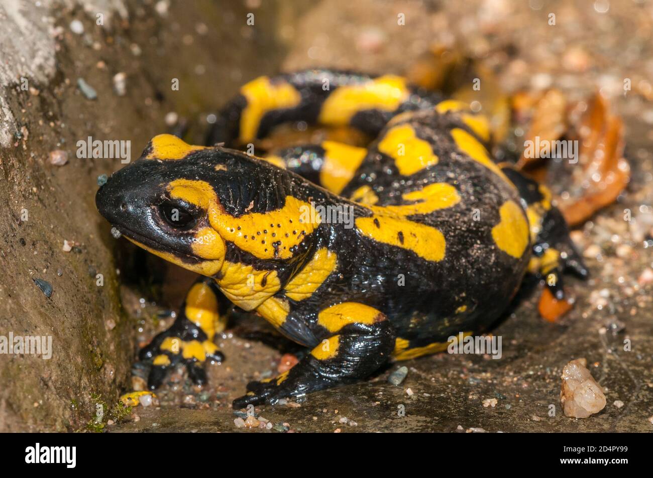 Fire salamanders hi-res stock photography and images - Alamy