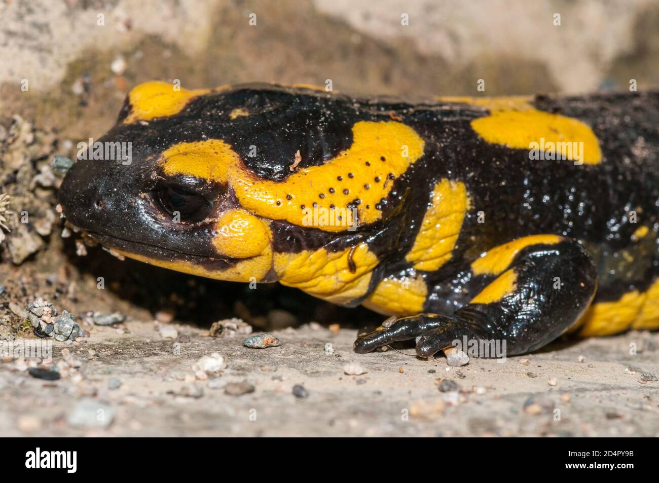 fire salamander, Salamandra salamandra, Catalonia, Spain Stock Photo ...