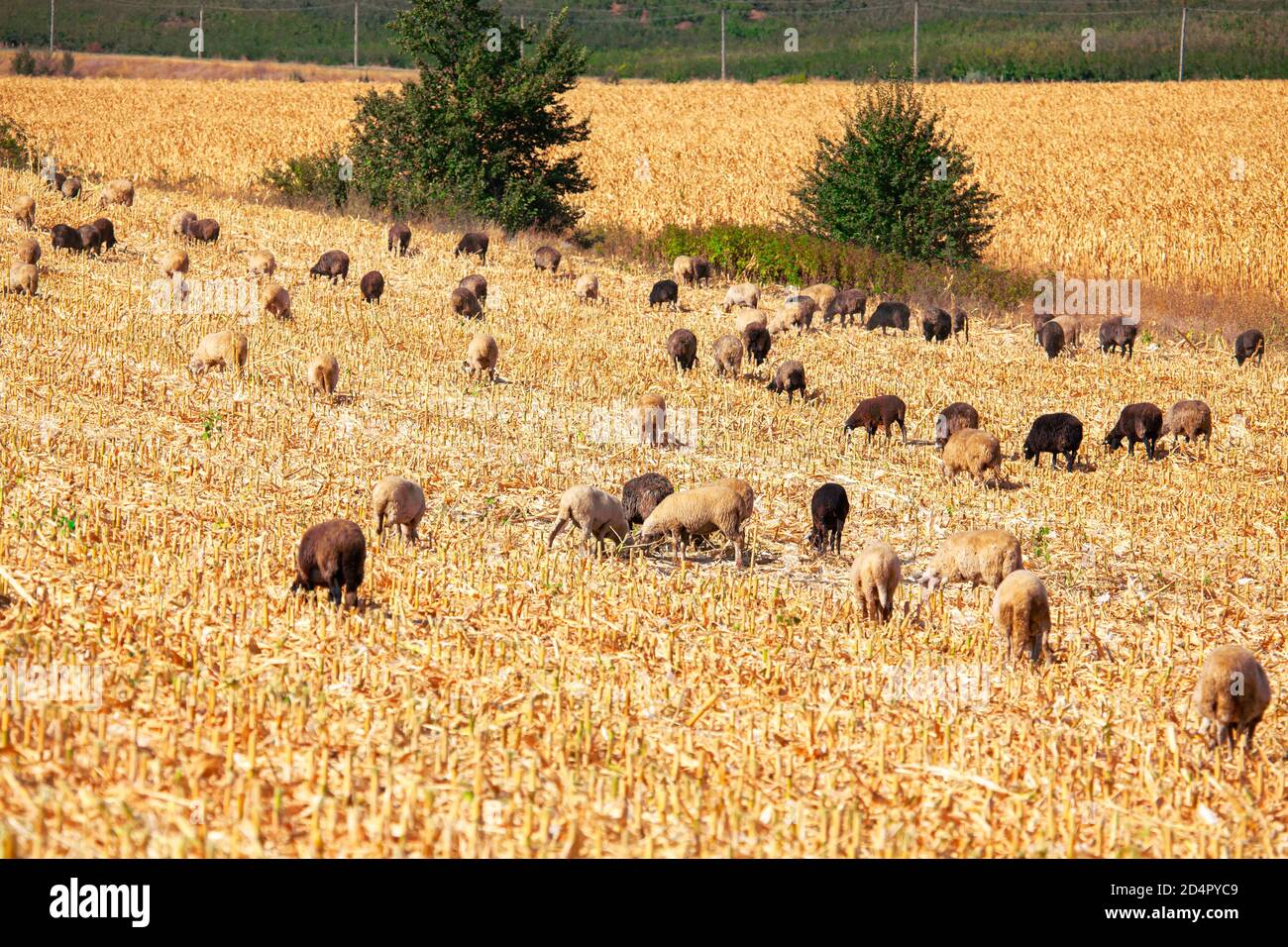 Sheep on the cornfield after harvesting Stock Photo - Alamy