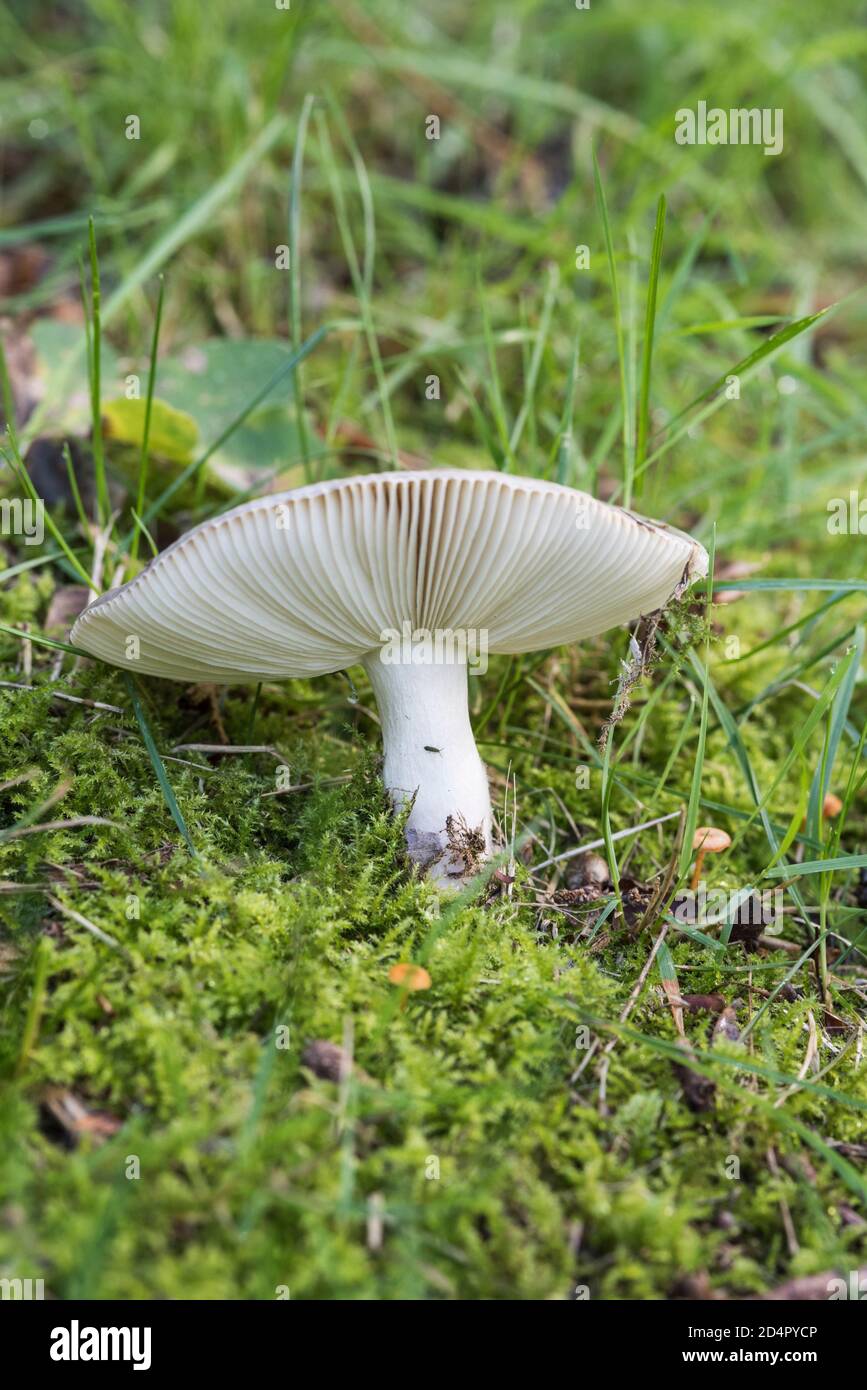 A Milkcap (Lactarius sp) fungi Stock Photo - Alamy