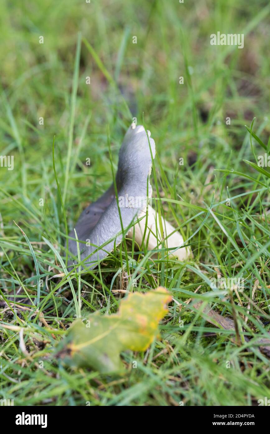 A Milkcap (Lactarius sp) fungi Stock Photo - Alamy