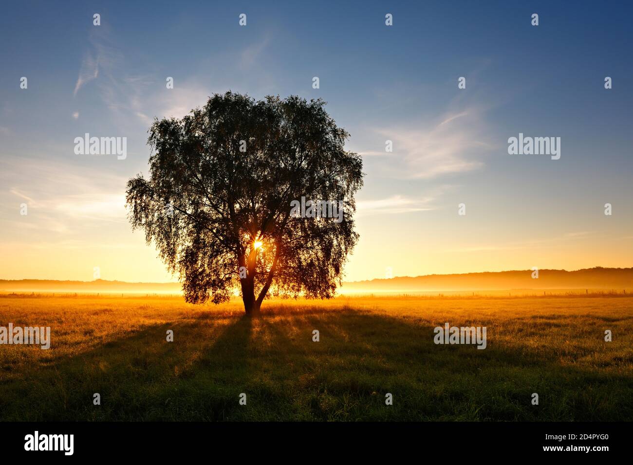 Birch tree in morning mist in a meadow with dew, sunrise, sunrays ...