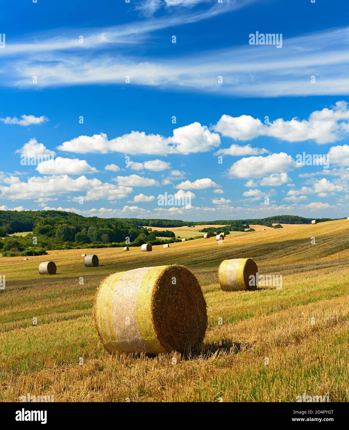 Typical hilly landscape with field shrubs, stubble field with round ...