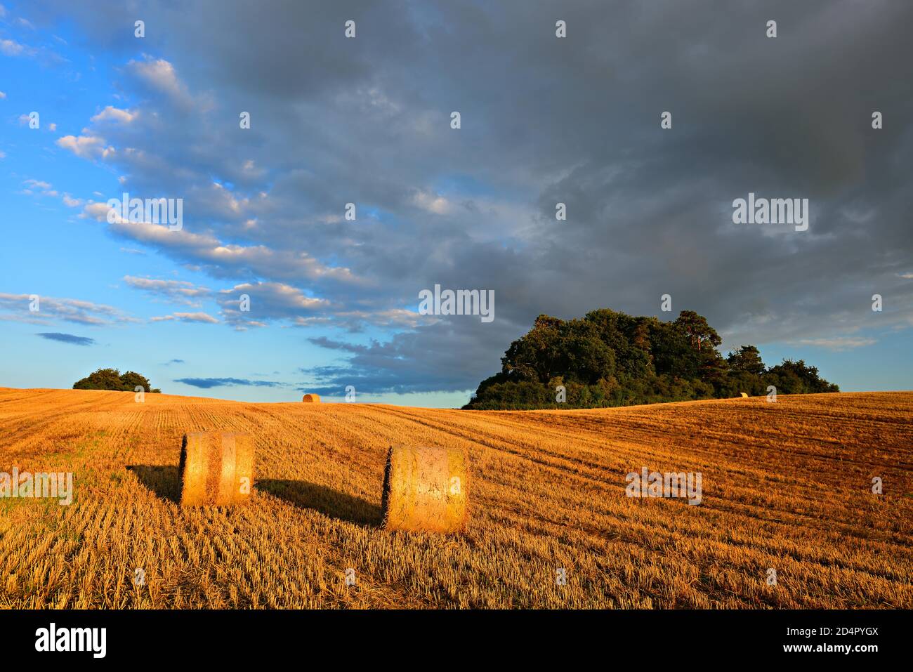 Typical hilly landscape with field shrubs, stubble field with round ...
