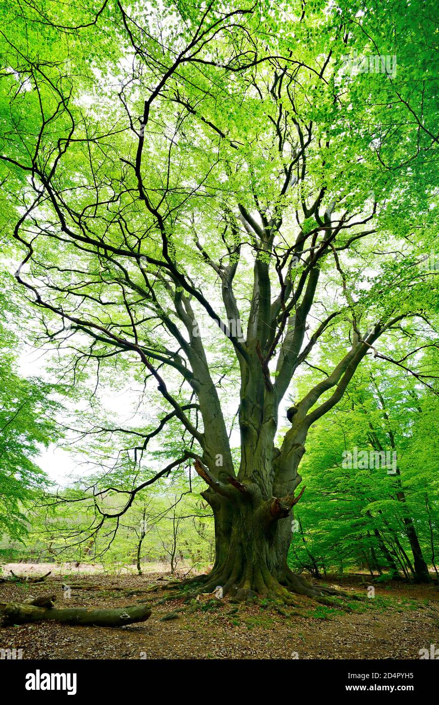 Giant multi-stem Common beech (Fagus sylvatica) in the forest, old hat ...