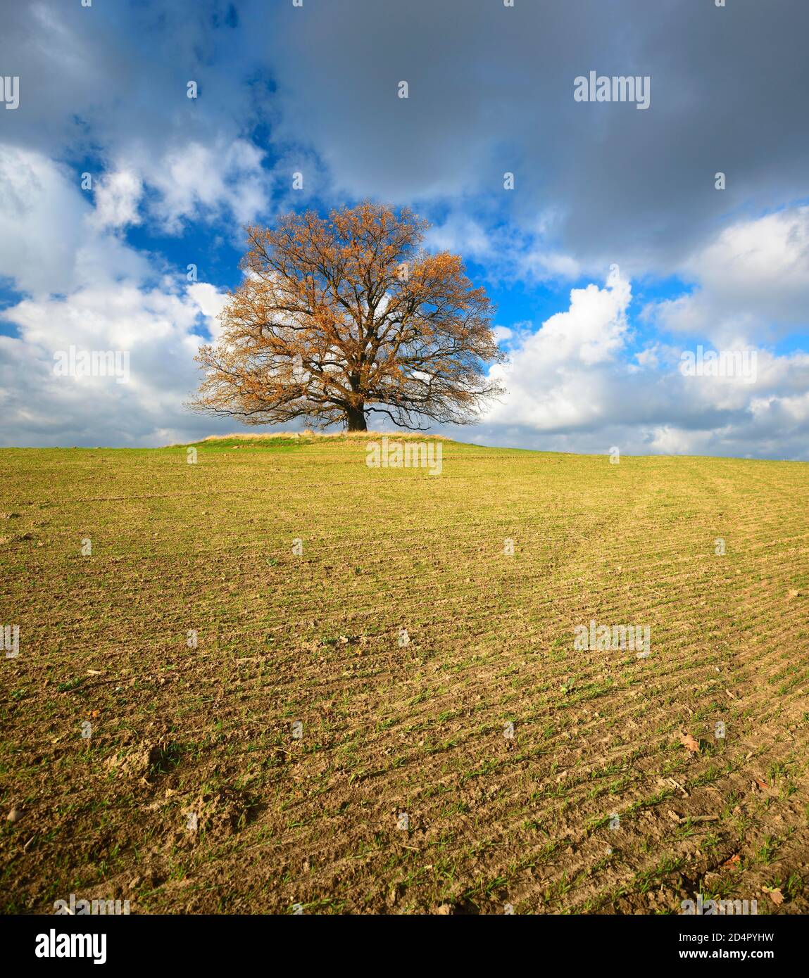 Oak And Furrows High Resolution Stock Photography and Images - Alamy