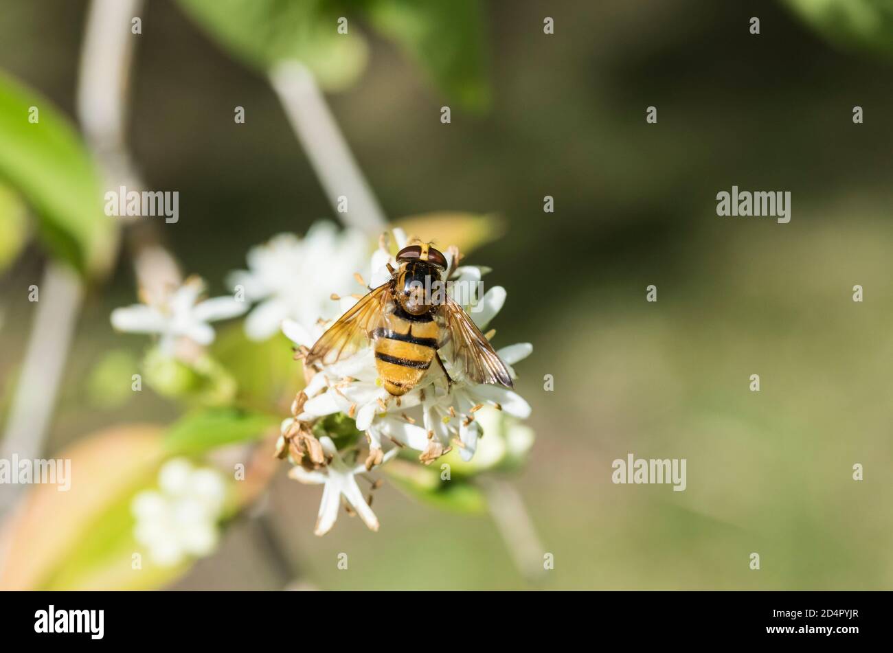 Foraging Lesser Hornet Hoverfly (Volucella inanis Stock Photo - Alamy