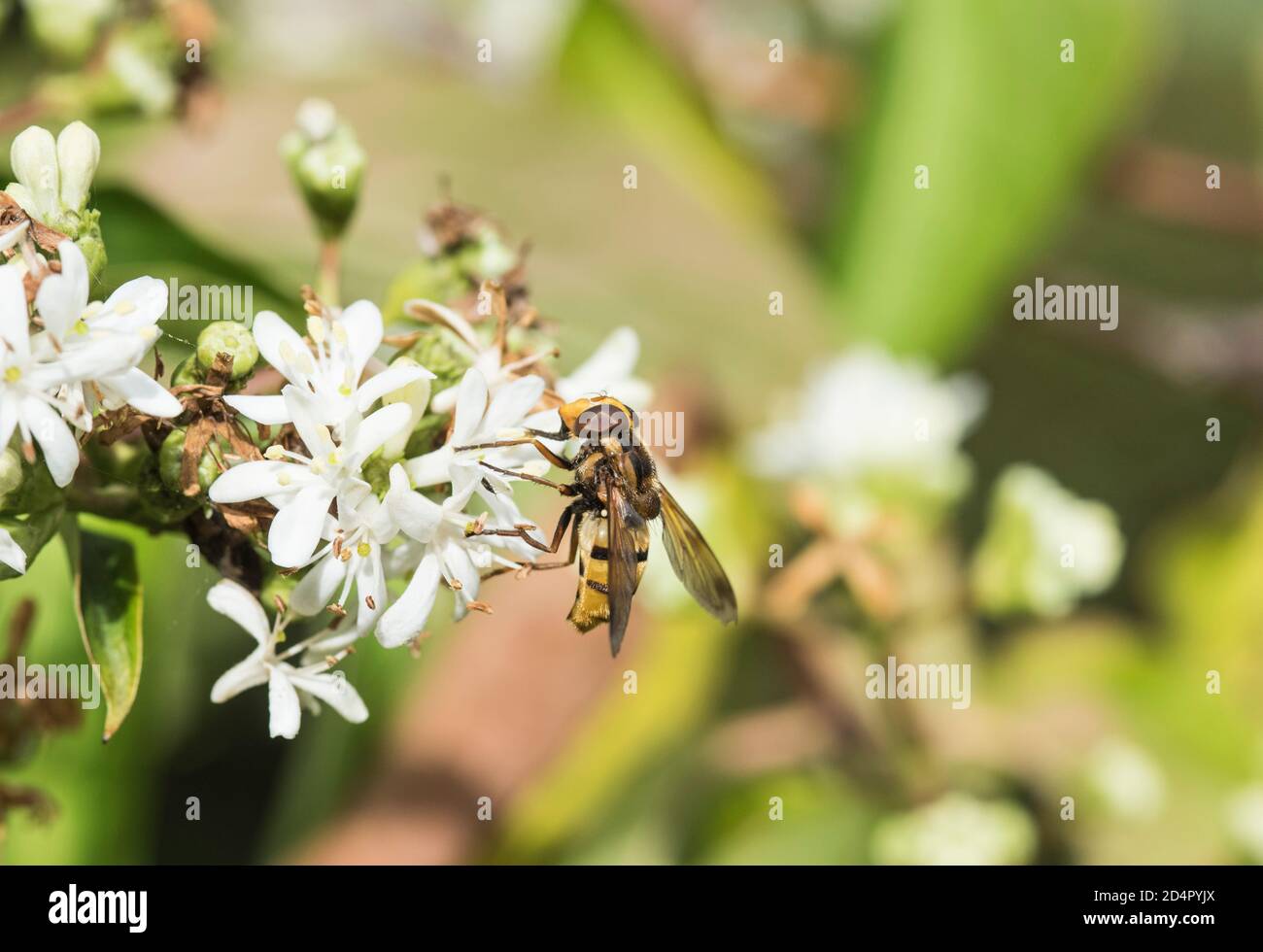 Foraging Lesser Hornet Hoverfly (Volucella inanis Stock Photo - Alamy