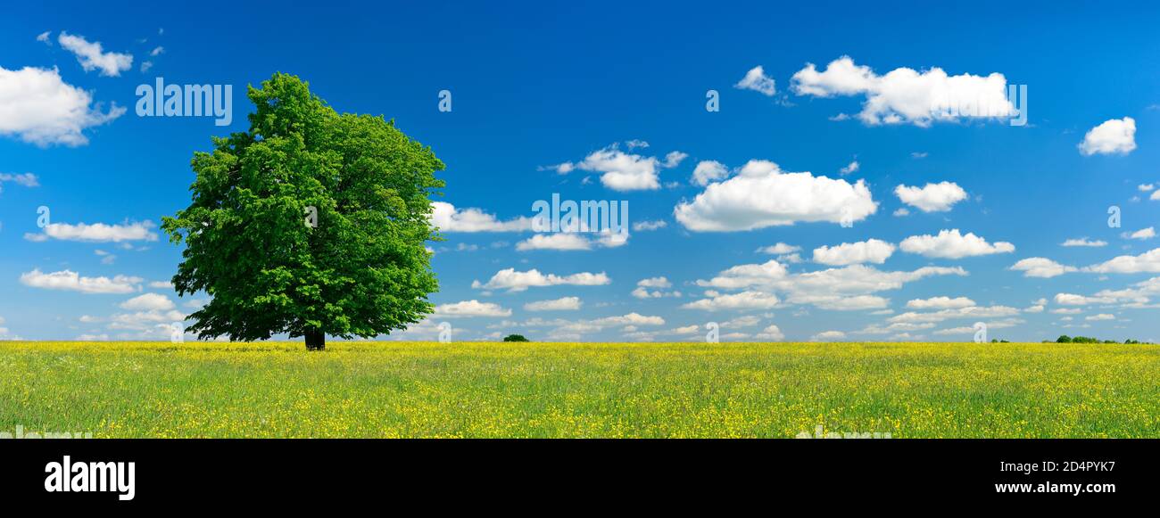 Oak tree in spring hi-res stock photography and images - Alamy