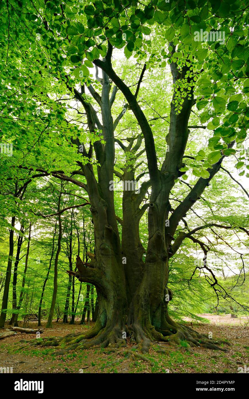 Giant multi-stem Common beech (Fagus sylvatica) in the forest, old hat ...