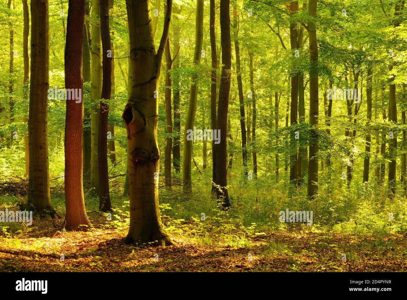 Temperate Deciduous Forest Europe