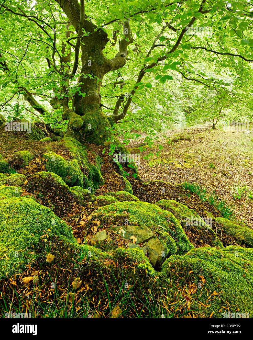 Gnarled old beech on rocks with moss in spring, fresh green foliage ...