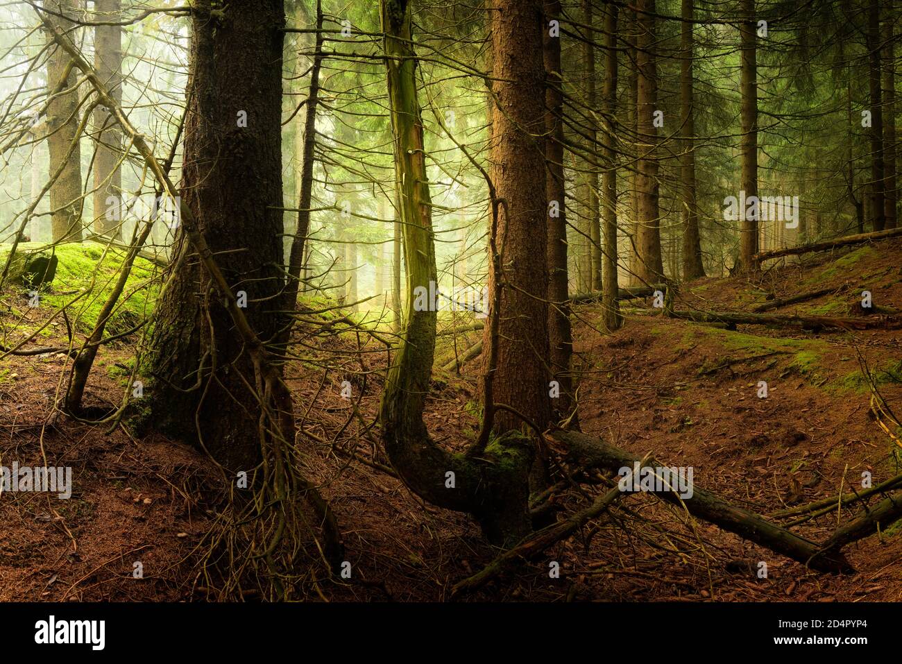Mysterious dense spruce forest with fog hi-res stock photography and ...