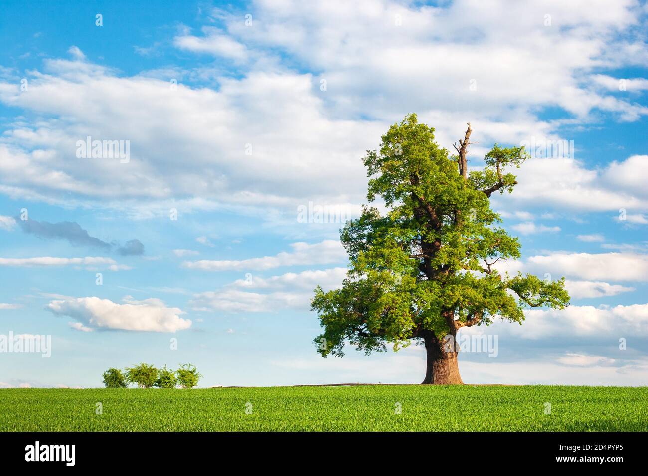 Kalte eiche hi-res stock photography and images - Alamy