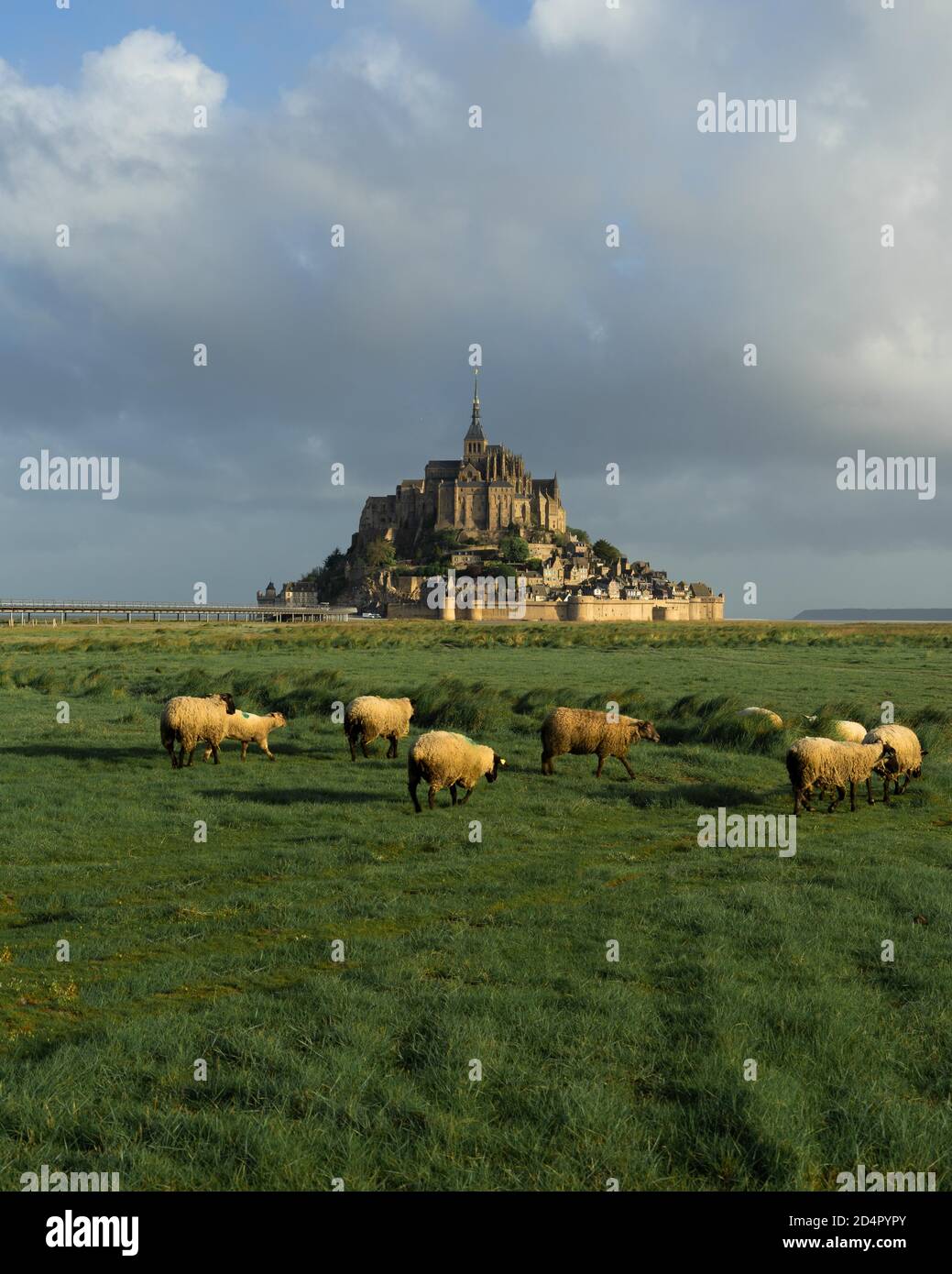 Sheep grazing in front of mont saint michel hi-res stock photography ...
